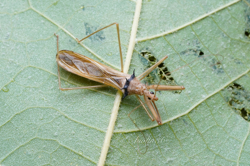 Epidaus longispinus · iNaturalist