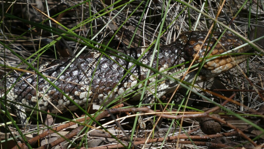 Shingleback Lizard from Perth WA, Australia on October 08, 2022 at 12: ...