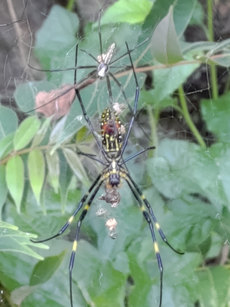 Joro Spider from Nantou, TW-TA, TW on October 12, 2022 at 01:38 PM by ...