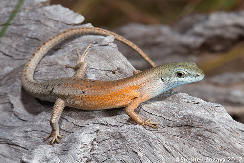 Orange-flanked Rainbow Skink (ReefBlitz 2015 Kissing Point Common ...