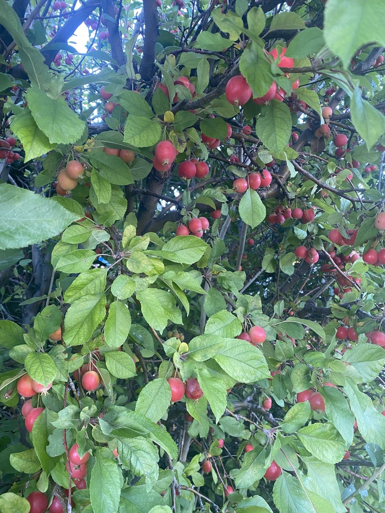 American plum from S Vance St, Lakewood, CO, US on October 12, 2022 at ...