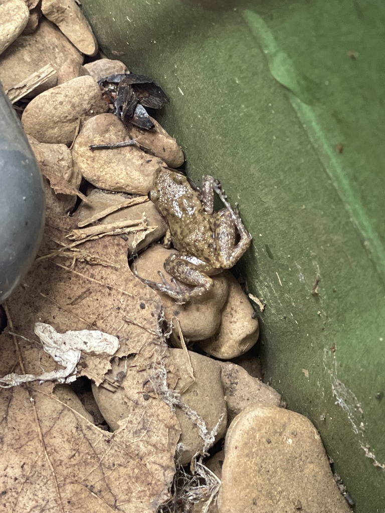 Rio Grande Chirping Frog from Kingsbury St, Austin, TX, US on October ...