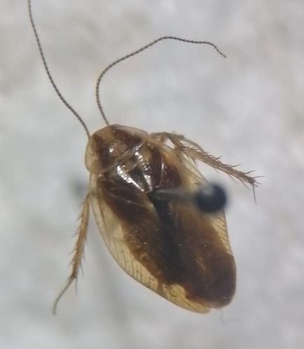 Anaplecta nahua · iNaturalist