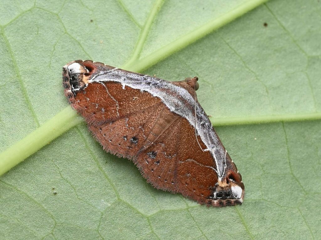 Zurobata vacillans from 中国云南省西双版纳傣族自治州勐腊县 on October 11, 2022 at 11:13 ...