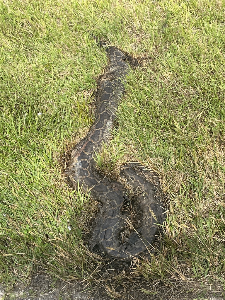 Burmese Python from Keri Rd, Labelle, FL, US on October 12, 2022 at 01: ...