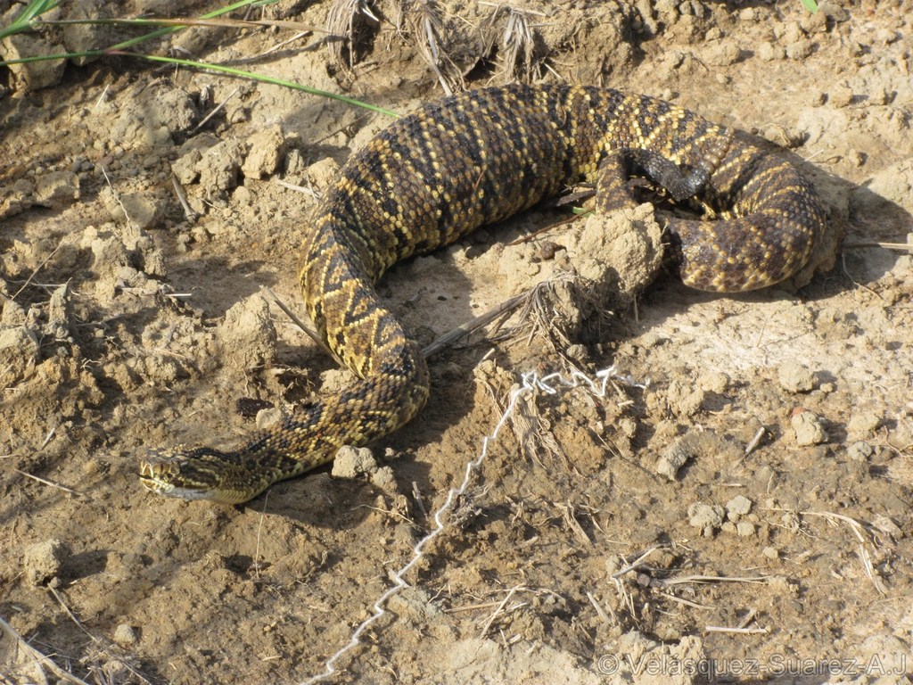 Neotropical Rattlesnake from Puerto Gaitán, CO-ME, CO on August 6, 2011 ...