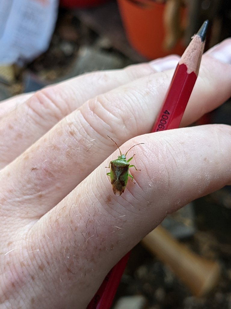 Red-cross Shield Bug from Vashon, WA 98070, USA on October 06, 2022 at ...
