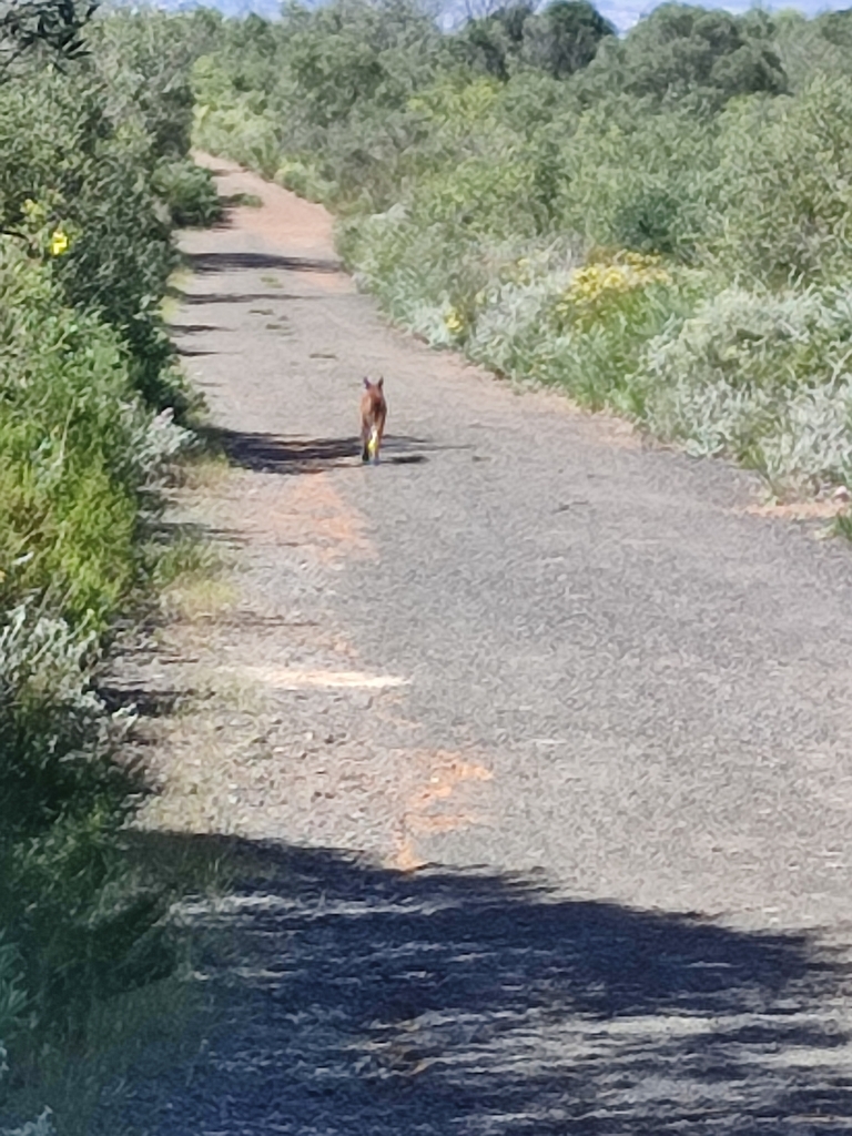 Southern and Eastern African Caracal from Welgemoed, Cape Town, 7538 ...