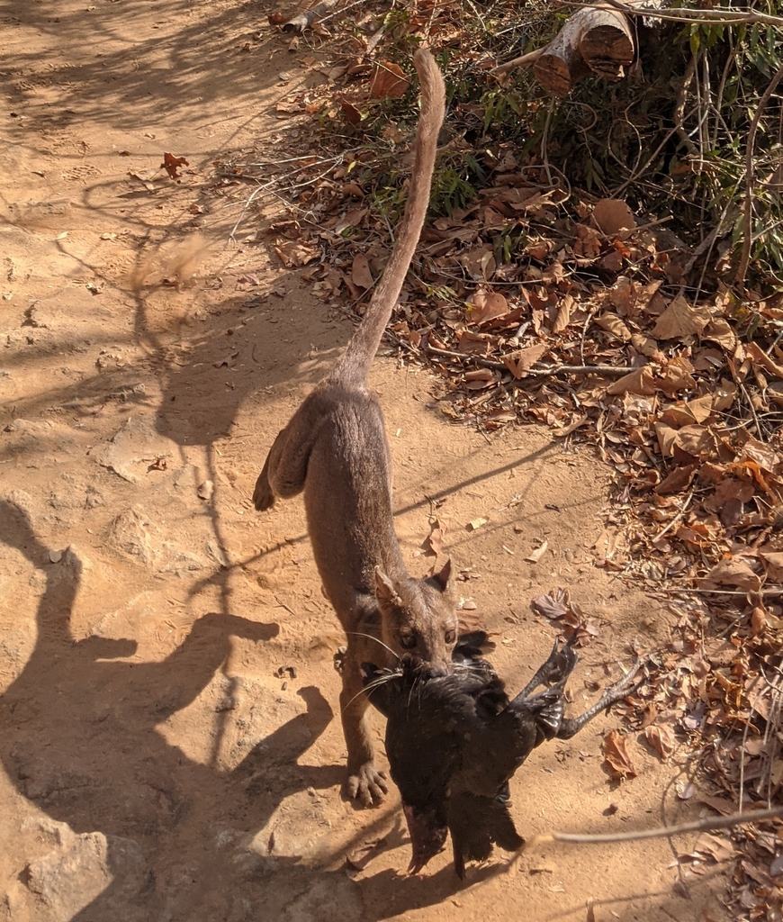 Fossa from WMM4+4WF, Kirindy Village, Madagascar on October 03, 2022 at ...