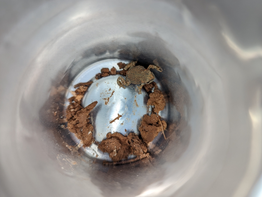 Red-spotted Toad from Emery County, UT, USA on October 12, 2022 at 09: ...