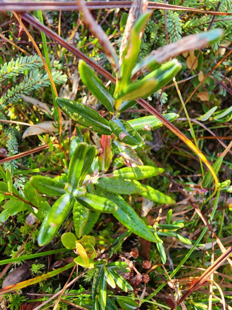 Bog Labrador Tea from Grand Lake Road, NS, Canada on October 12, 2022 ...