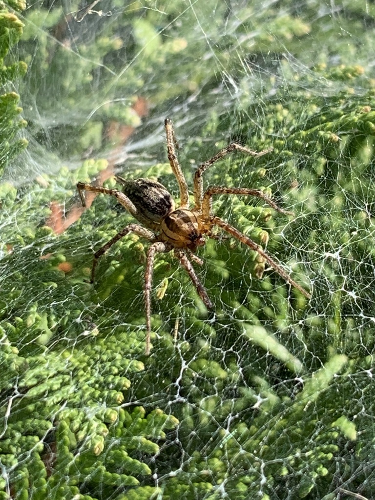 Grass Spiders in October 2022 by Zeynep Yilmaz · iNaturalist