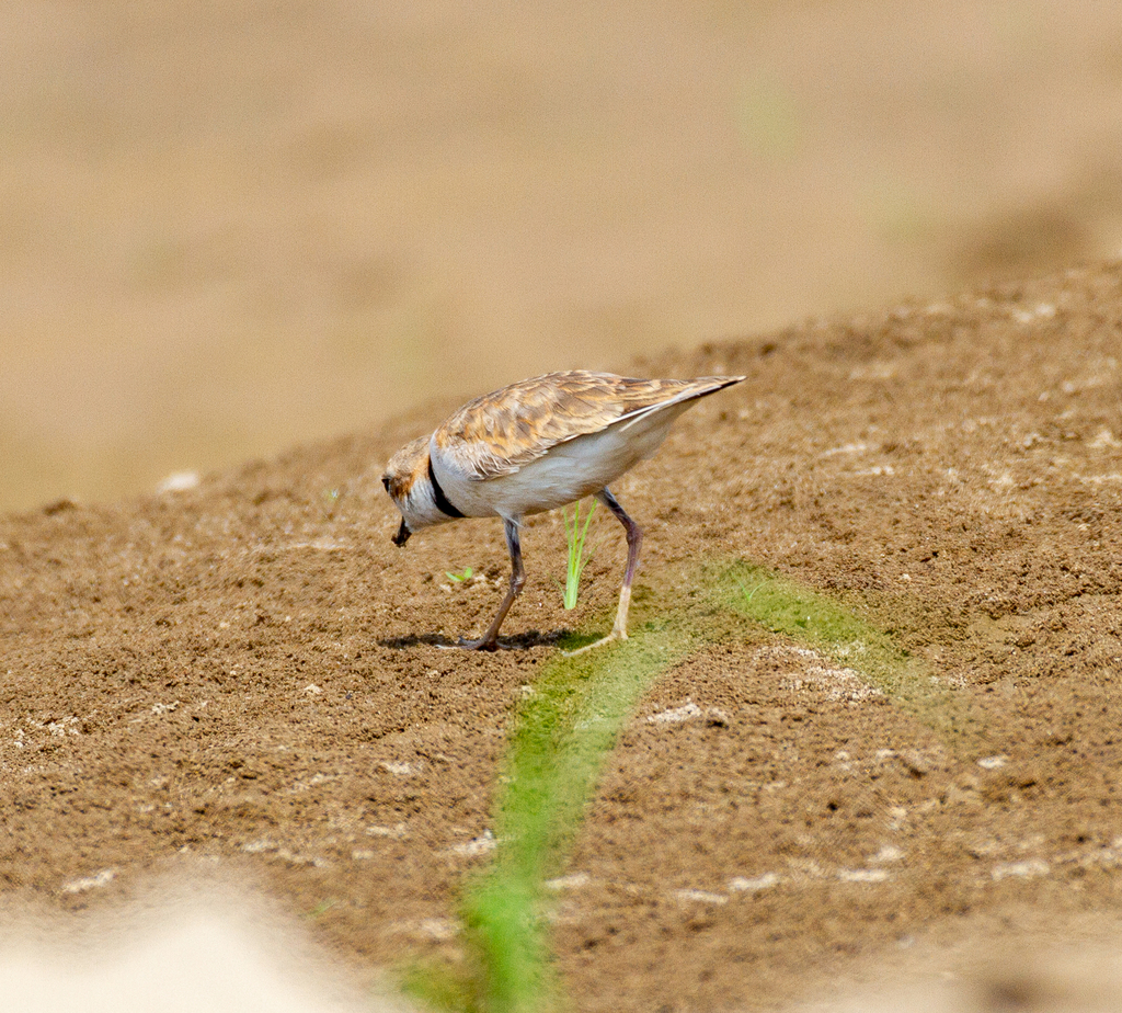 Collared Plover from Porto Velho - RO, Brasil on October 12, 2022 at 02 ...