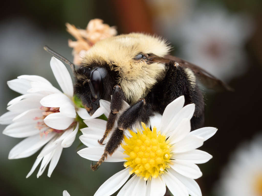 Common Eastern Bumble Bee from Washington County, WI, USA on October 09 ...