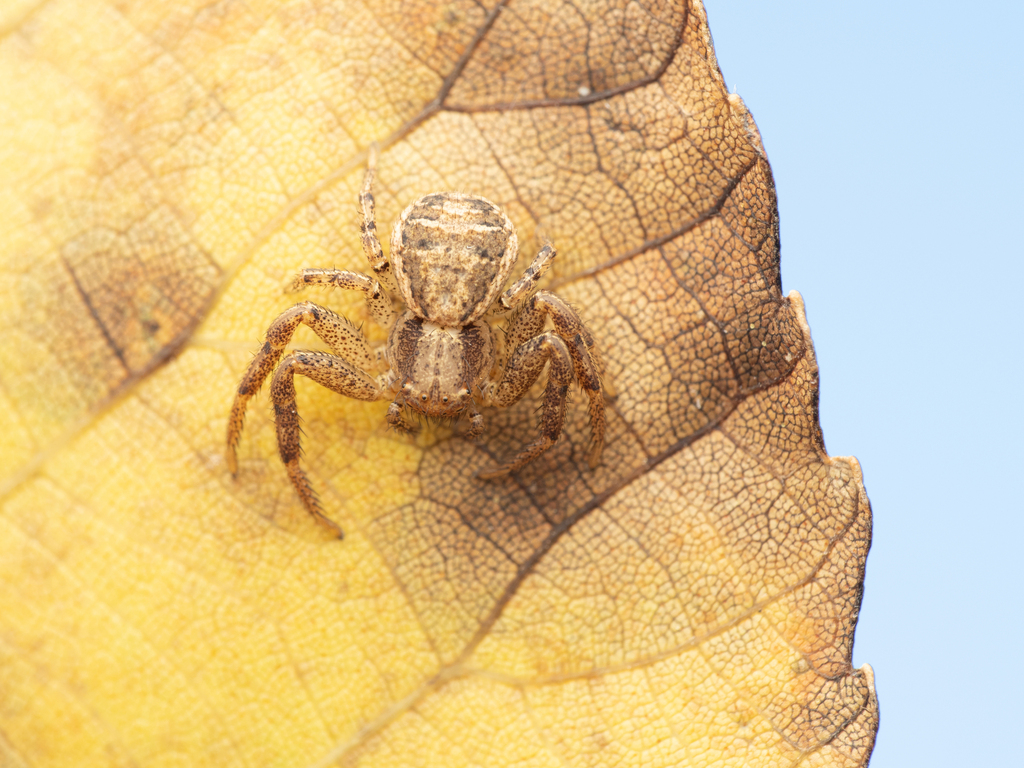 Ground Crab Spiders from Waukesha County, WI, USA on October 10, 2022 ...