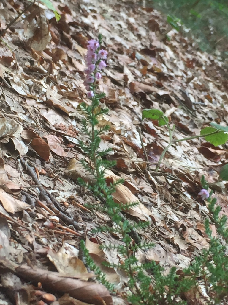 common heather from 88390, Chaumousey, Lorraine, FR on August 24, 2018 ...