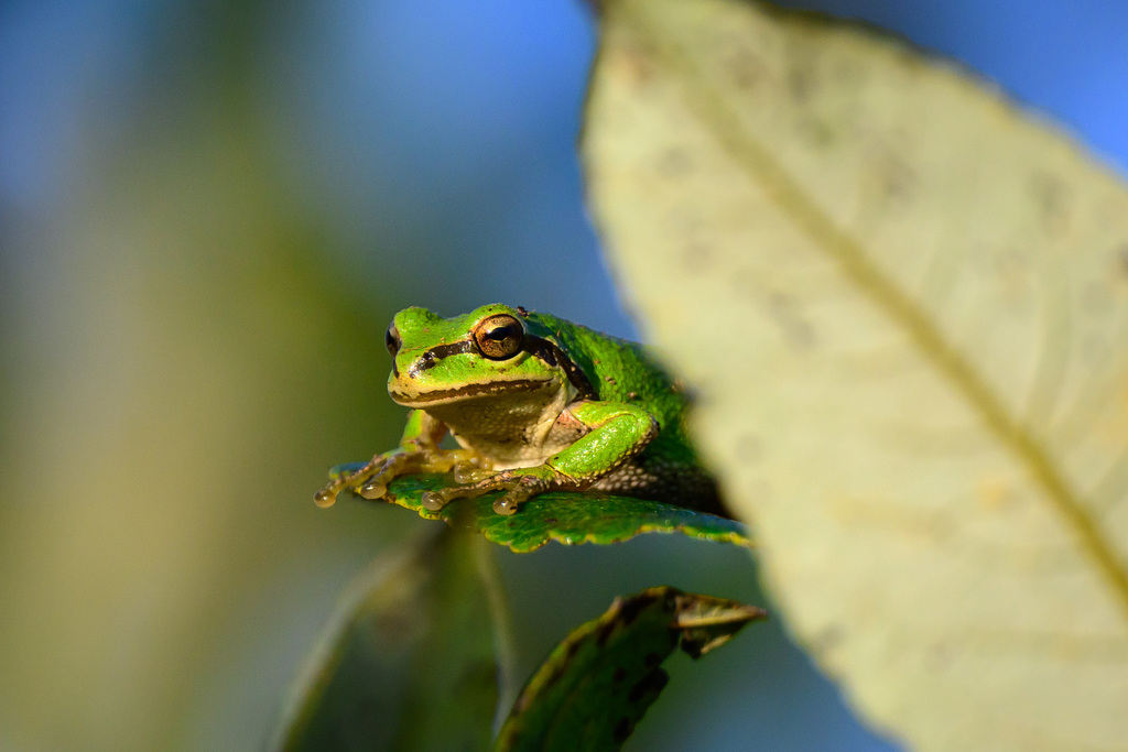 Northern Pacific Tree Frog from Hillsboro, OR, USA on October 11, 2022 ...