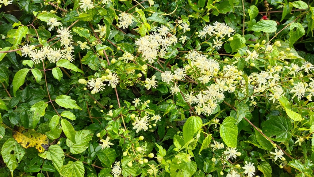 Clematis peterae lishanensis from 424台灣台中市和平區平等里 on October 10, 2022 at ...