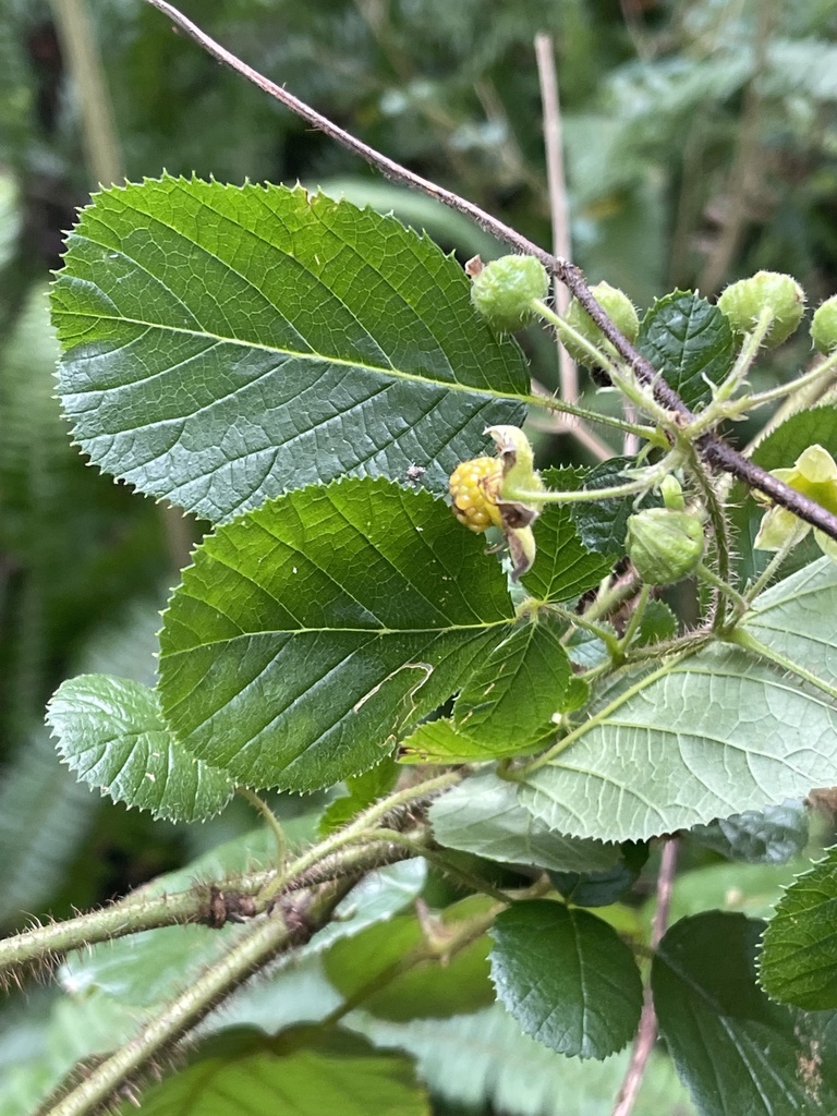 Yellow Himalayan Raspberry from North Parramatta, NSW, AU on October 13 ...
