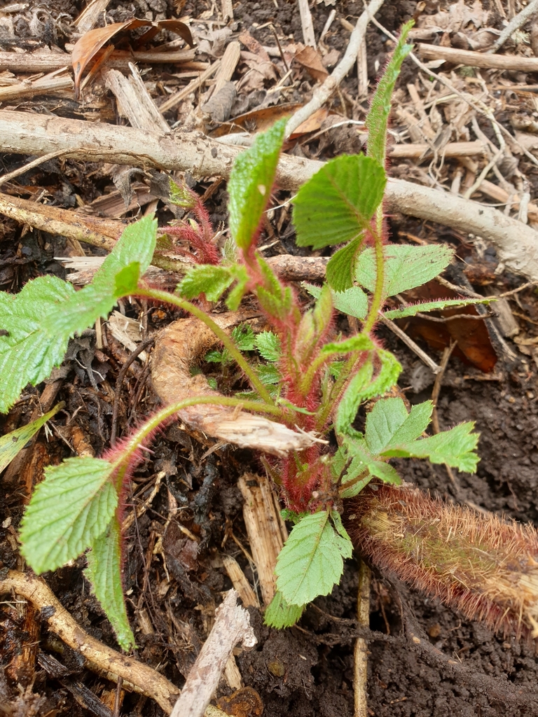 Yellow Himalayan Raspberry from Maroochy, AU-QL, AU on October 11, 2022 ...