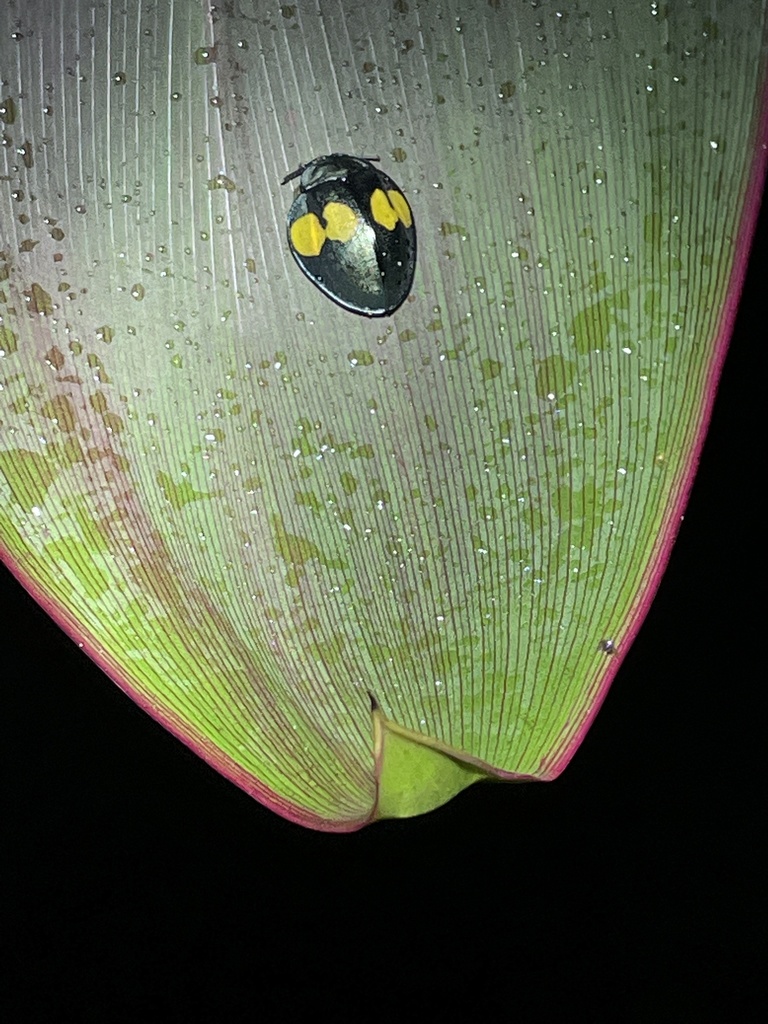 Stolas from San Ramón, CR-AL, CR on October 13, 2022 at 03:41 AM by The ...