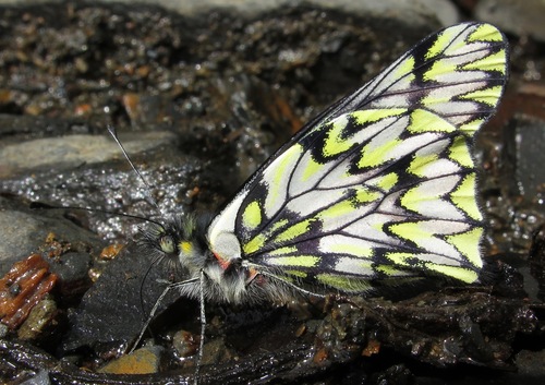 Catasticta manco · iNaturalist Ecuador