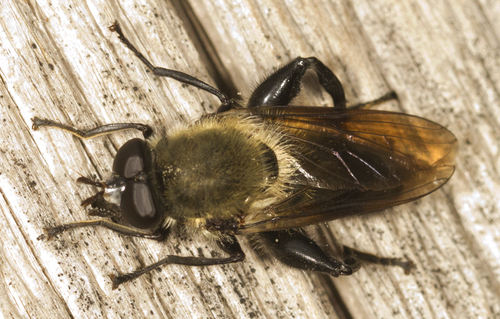 Orange Catkin Fly (Brachypalpus femorata) · iNaturalist