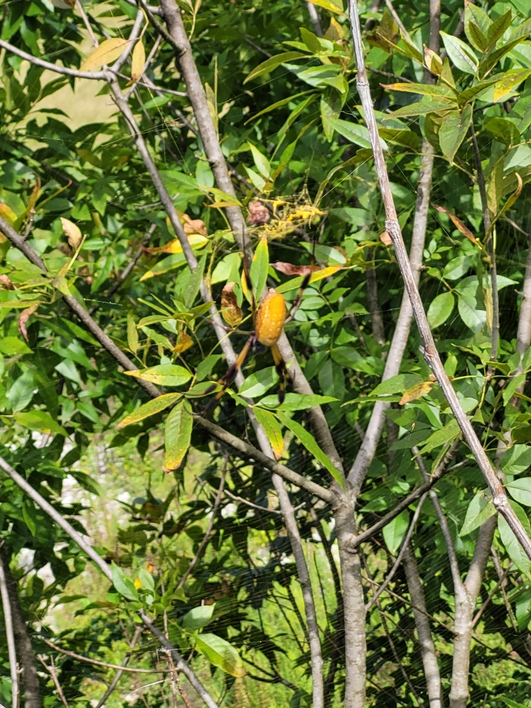 Golden Silk Spider from Northport, AL 35476, USA on September 10, 2022 ...