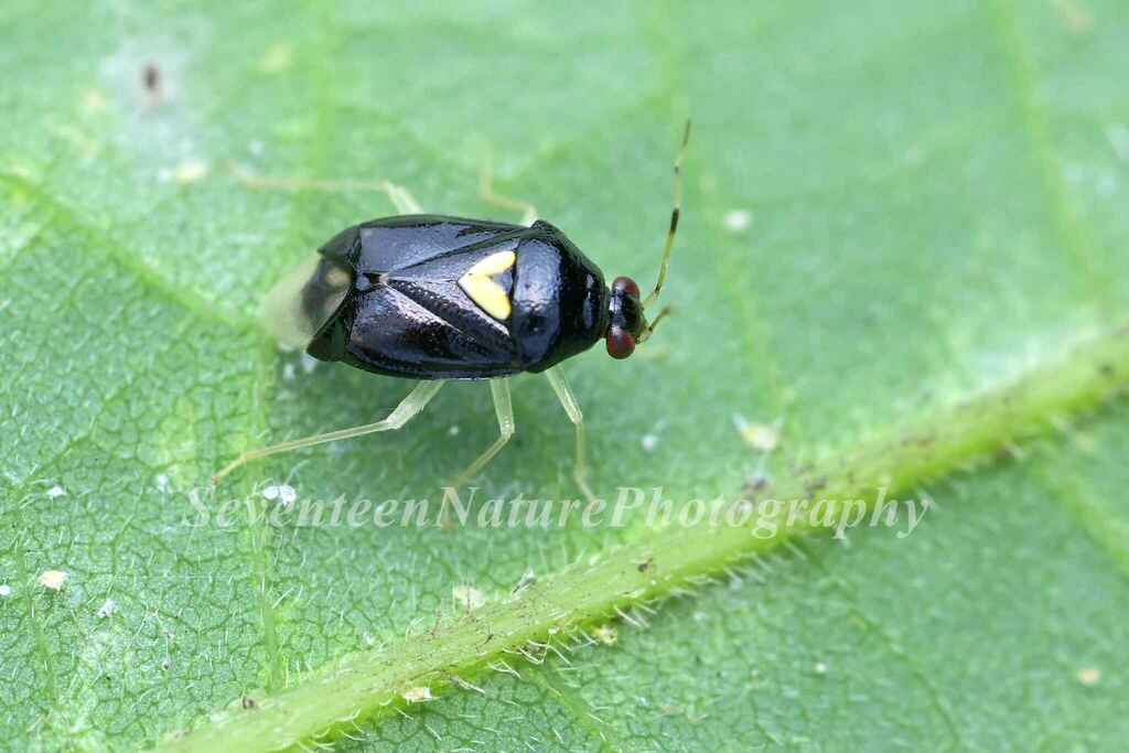 Deraeocoris from 中国福建省龙岩市新罗区 on October 04, 2022 at 08:09 PM by 石柒 ...