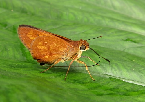 Racta racta · iNaturalist