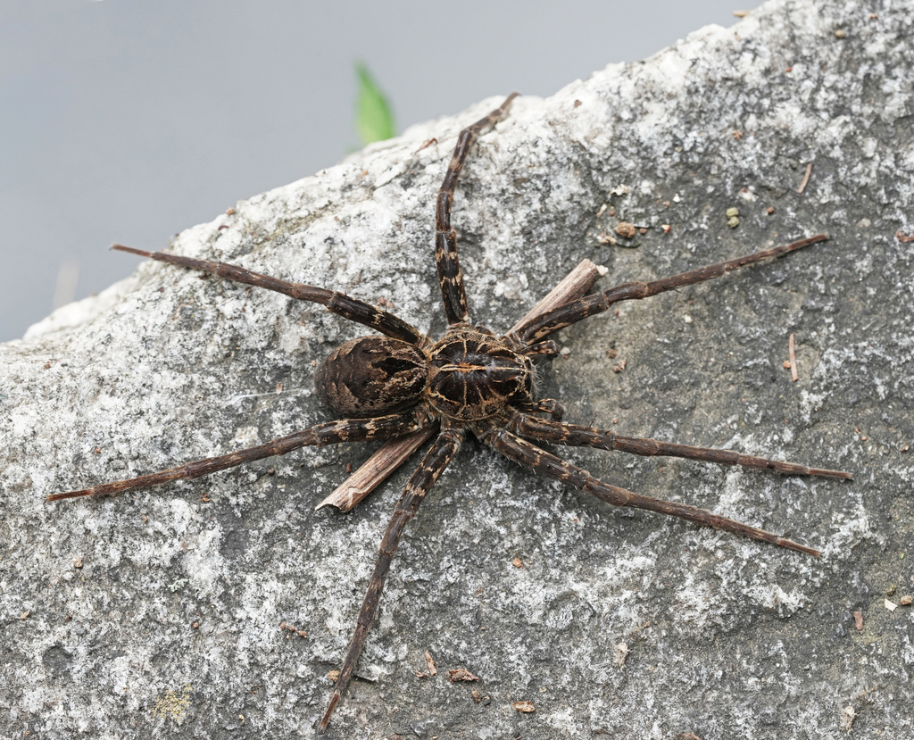 Dolomedes raptor from 牟平区, 烟台市, 山东省, CN on July 29, 2021 at 12:15 PM by ...