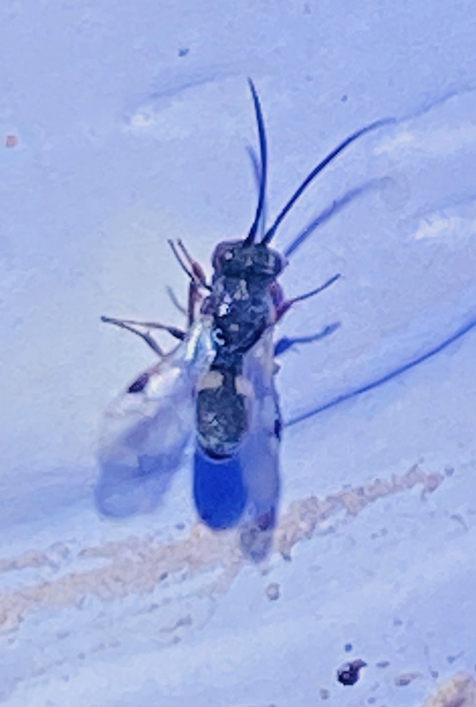 Chelonus formosanus from Windsor Park, Austin, TX, USA on October 12 ...