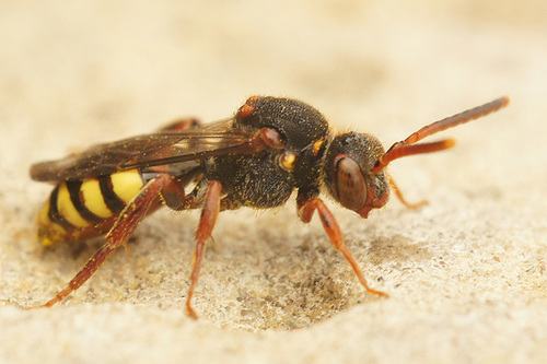 Variable Nomad Bee (Nomada zonata) · iNaturalist United Kingdom