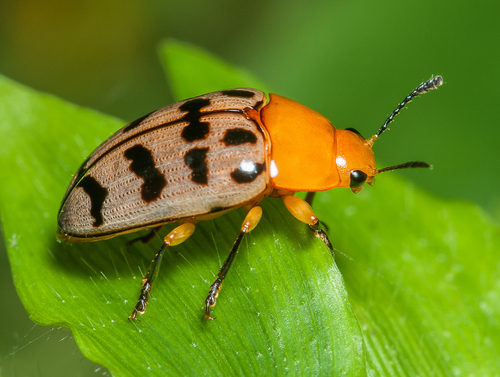 Mycotretus tibialis · iNaturalist