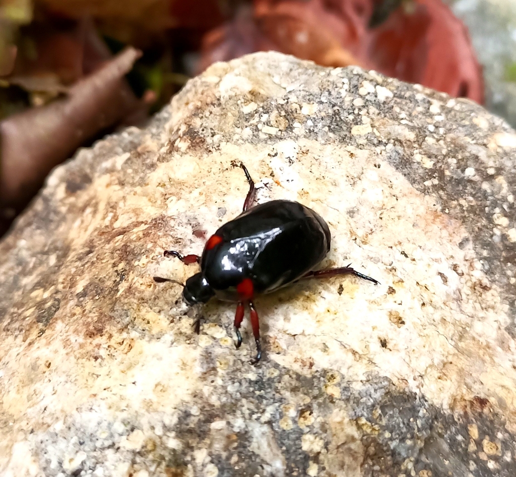 Minidorysthetus from Santa Fé, Panamá on October 13, 2022 at 03:52 PM ...