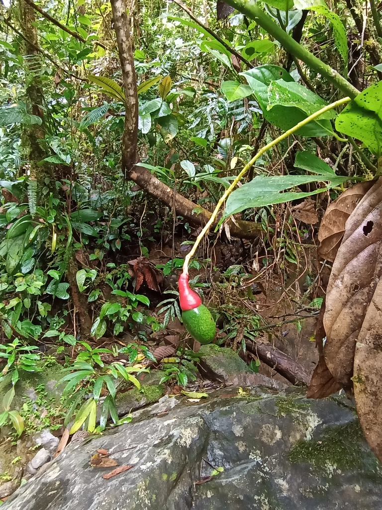 Ocotea from Santa Fé, Panamá on October 13, 2022 at 09:06 AM by Edgar ...