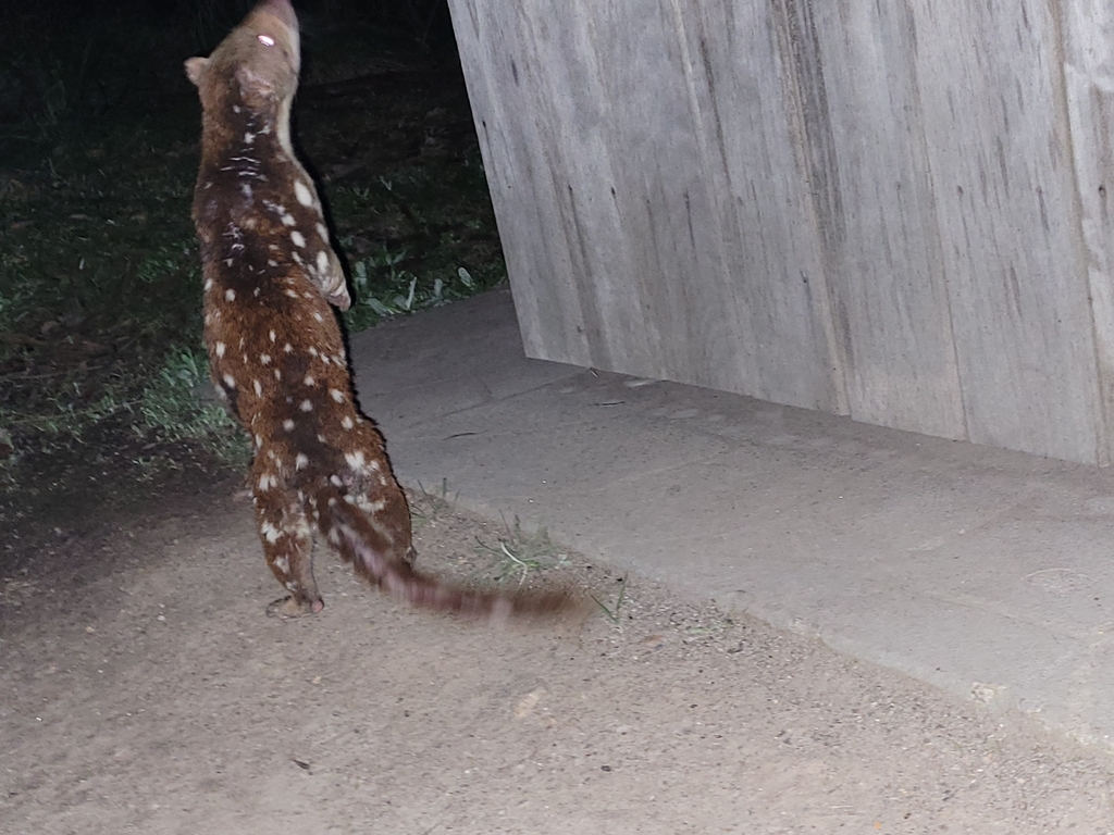 Spotted-tailed Quoll from 522Q+QP Little Bald Rock walking track ...