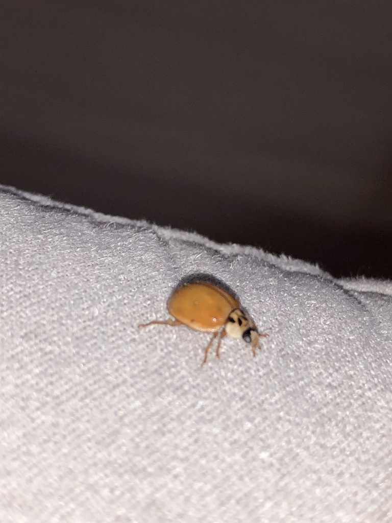 Black-spotted Lady Beetles from Gyeonggi-do, KR on November 07, 2021 at ...