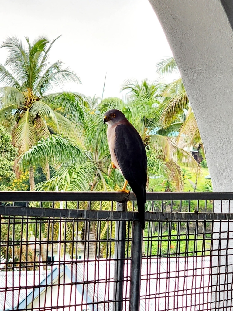 Fiji Goshawk from Knollys Street on October 14, 2022 at 02:53 PM by ...