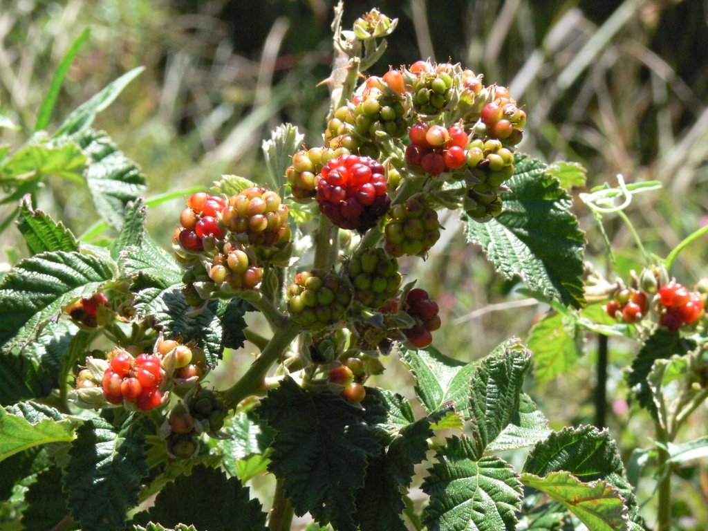 sand blackberry from Camdeboo Local Municipality, South Africa on ...