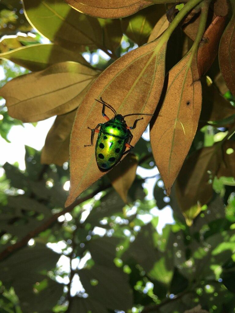 Calliphara excellens from 台灣台東縣 on June 25, 2017 at 01:46 PM by ...