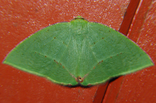 Phyle aspilotos · iNaturalist Mexico