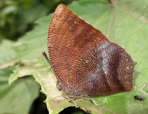 Fountainea sosippus · iNaturalist