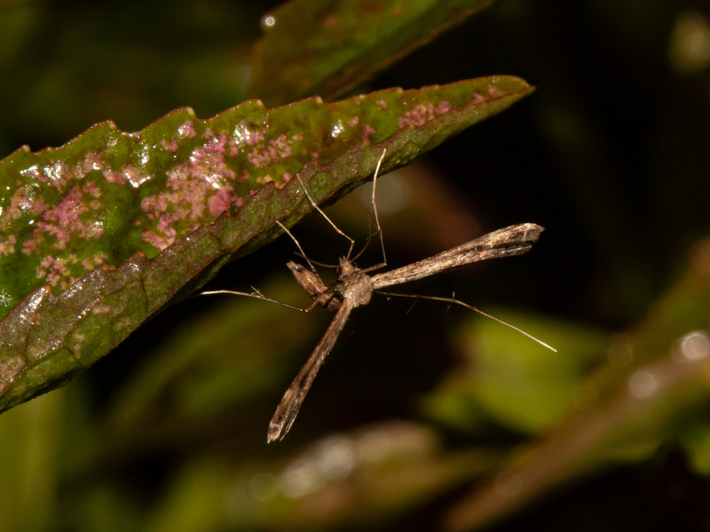 Sweet Broom Plume Moth from Patuxent Research Refuge, Anne Arundel ...
