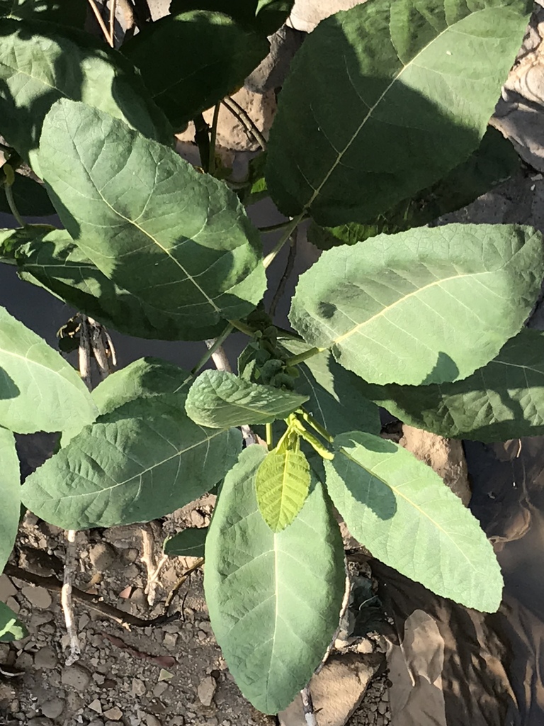 fiberglass plant from Calle Salvador Estrada Castañón 2, Cuernavaca ...
