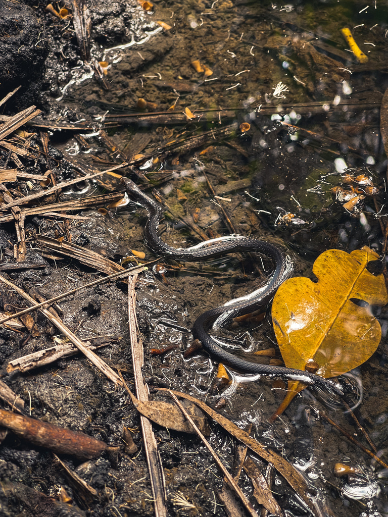 Olive Marsh Snake from Parc national Jozani Chwaka Bay, Kusini, TZ on ...