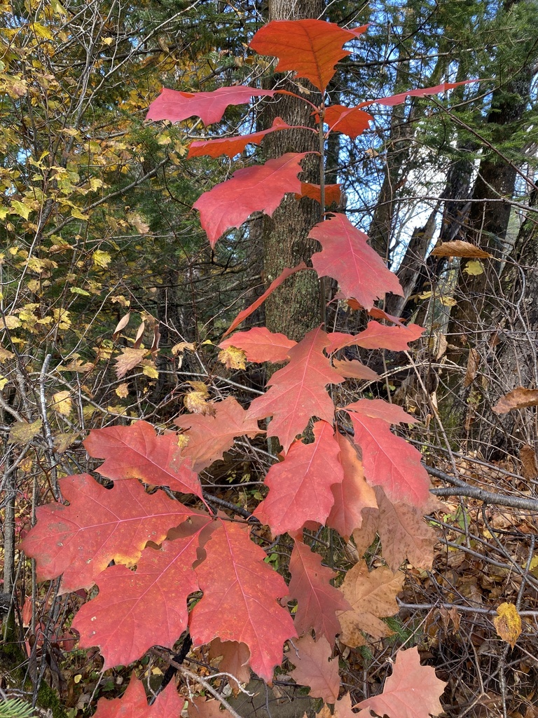 northern red oak from The Adirondack Park, Indian Lake, NY, US on ...