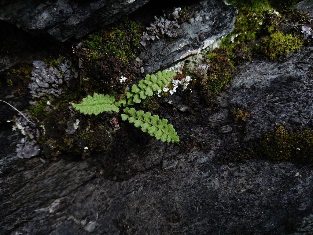 cliff ferns from 962 99 Jokkmokk, Sverige on July 20, 2022 at 02:12 PM ...