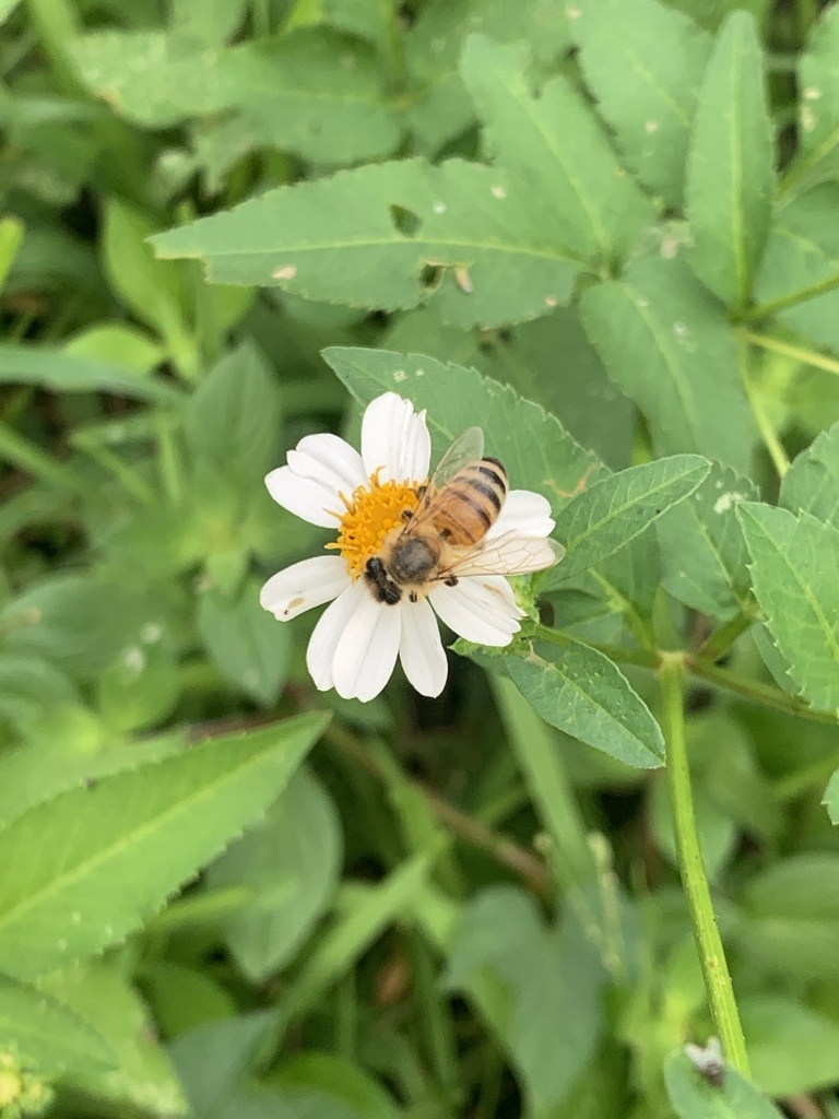Western Honey Bee from SW 80th St, Miami, FL, US on October 14, 2022 at ...