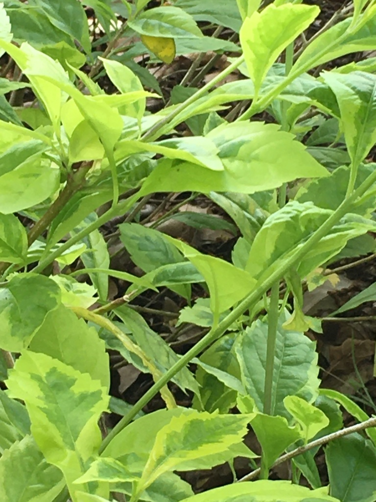 Three-spotted Grass Yellow from Tampines, Singapore on October 13, 2022 ...